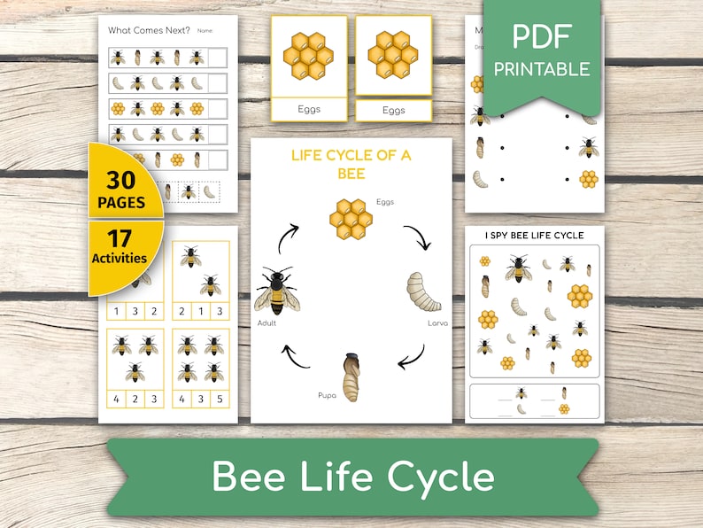 Bee Life Cycle Activity Bundle: Educational Printable Set (PDF ...