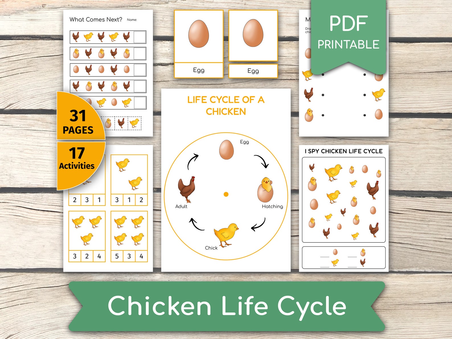 Chicken Life Cycle Activity Bundle, Chicken Activities, Learn Chicken ...
