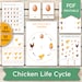 Chicken Life Cycle Activity Bundle: Educational Printable Set (PDF ...