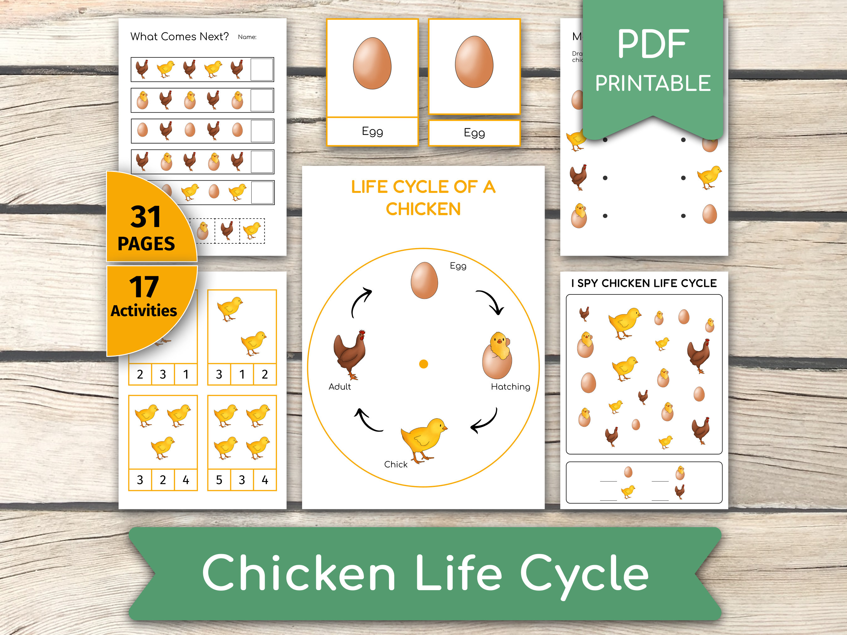 Chicken Life Cycle Activity Bundle, Chicken Activities, Learn Chicken ...