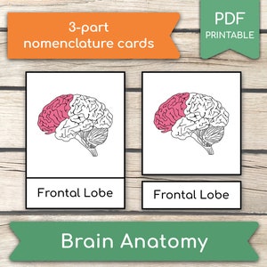 Brain Anatomy Montessori Cards, Brain Anatomy Cards, 3-part Cards ...