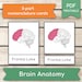 Brain Anatomy Montessori Cards, Brain Anatomy Cards, 3-part Cards ...