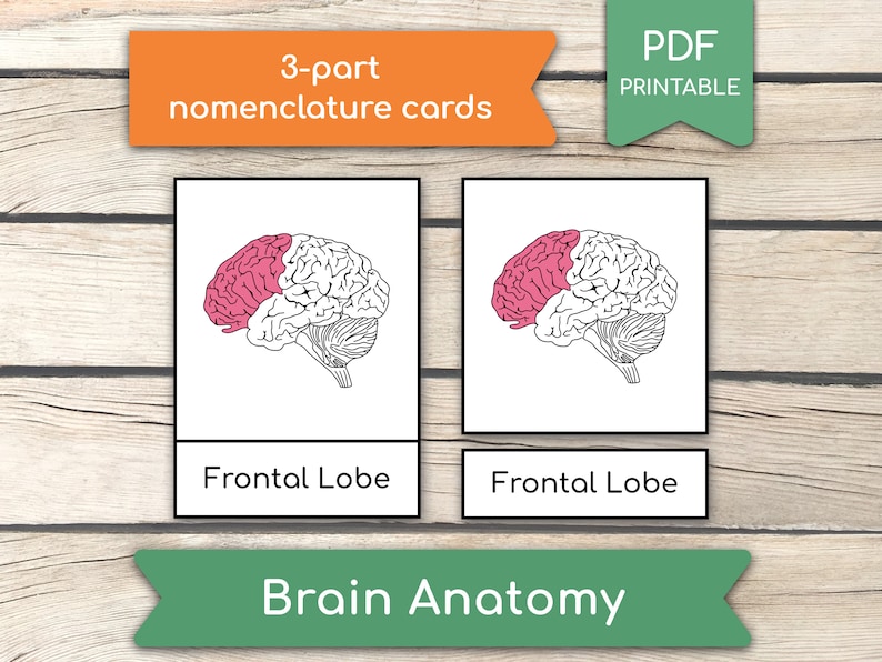 Brain Anatomy Montessori Cards, Brain Anatomy Cards, 3-part Cards ...