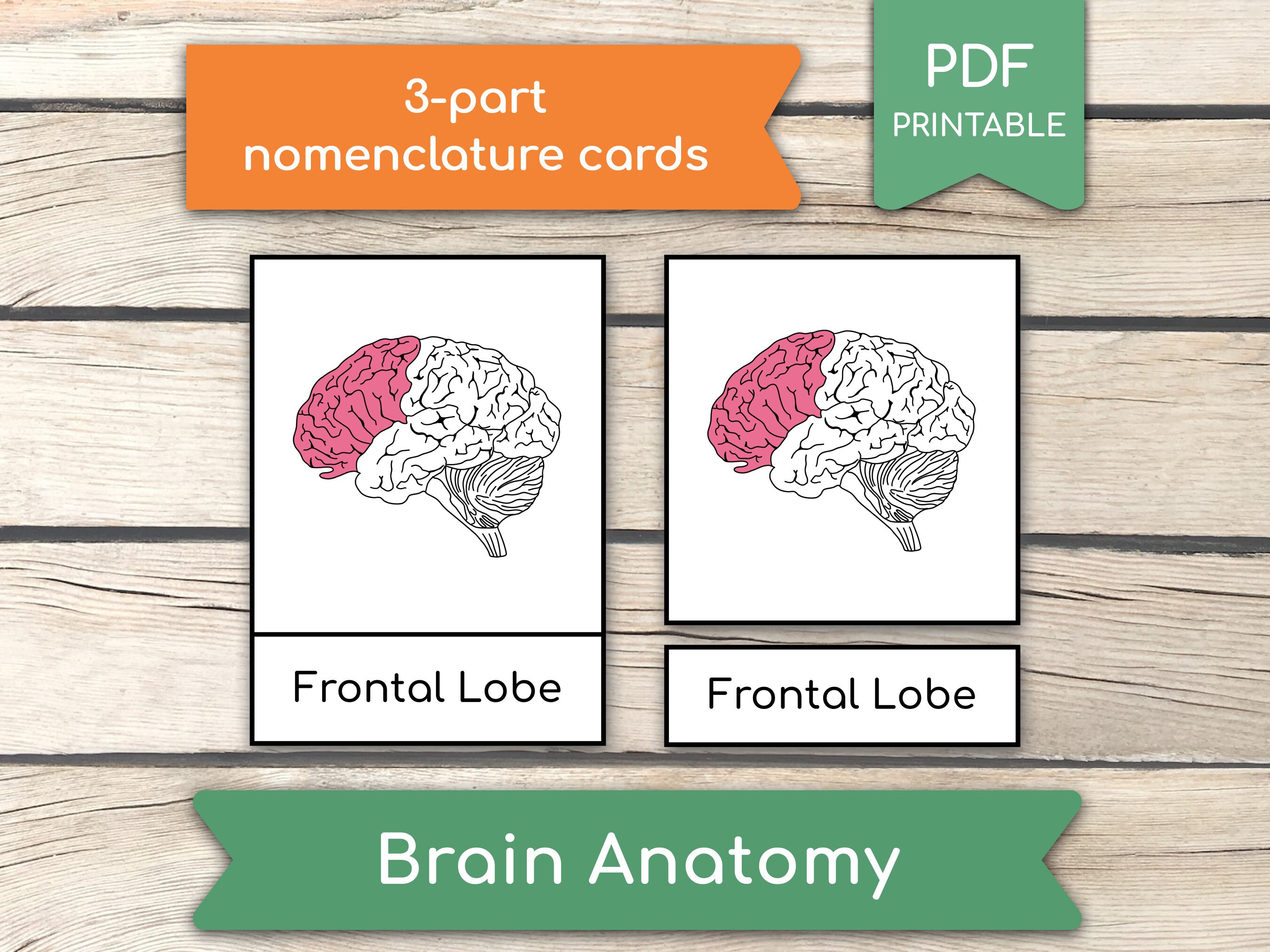 Brain Anatomy Montessori Cards, Brain Anatomy Cards, 3-part Cards ...