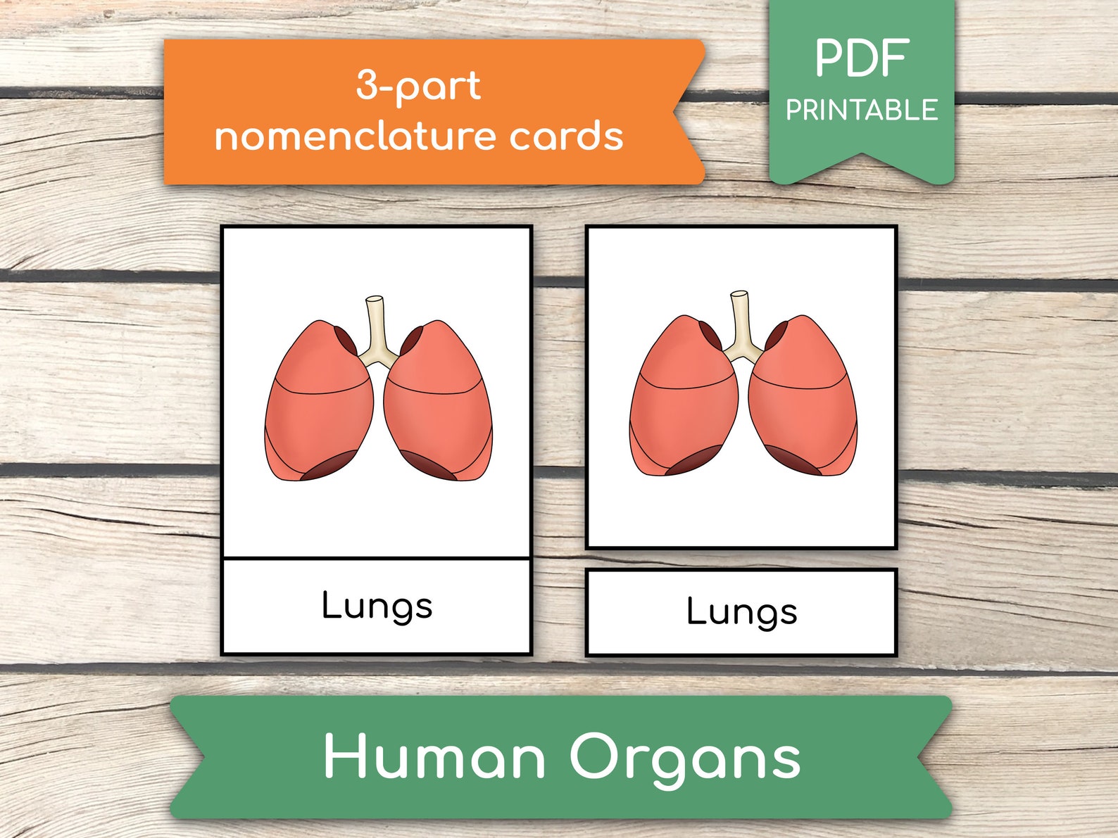Human Organs 10 Human Organs Montessori Cards, 3-part Cards ...