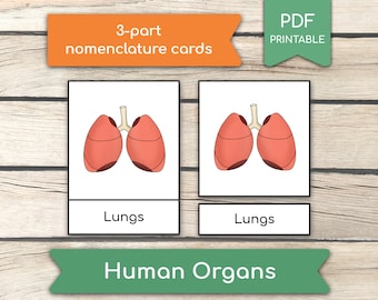 Human Organs Montessori 3-part Cards Printable - Etsy