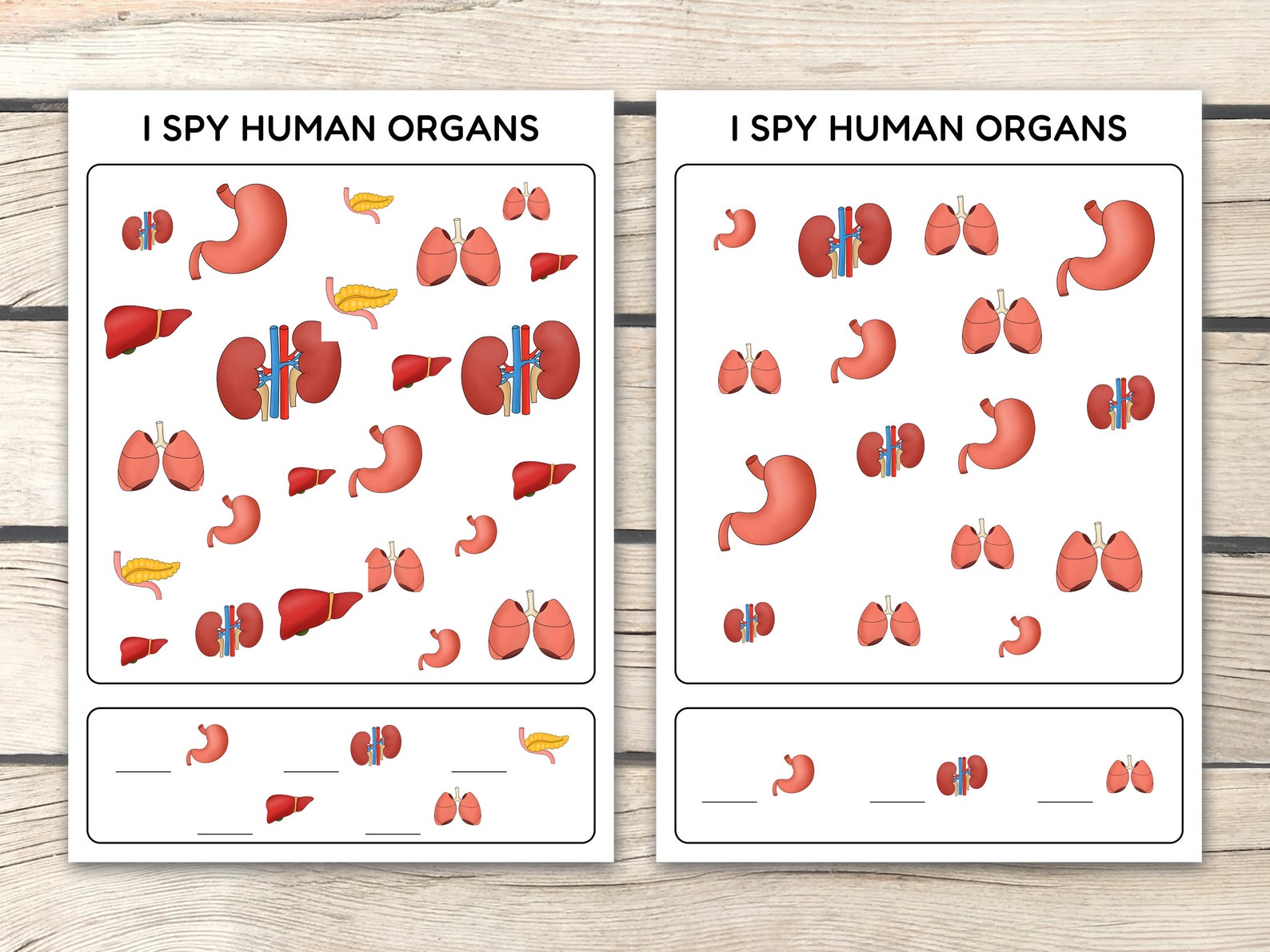 Human Organs I Spy Worksheet: Educational Preschool Activity (PDF ...