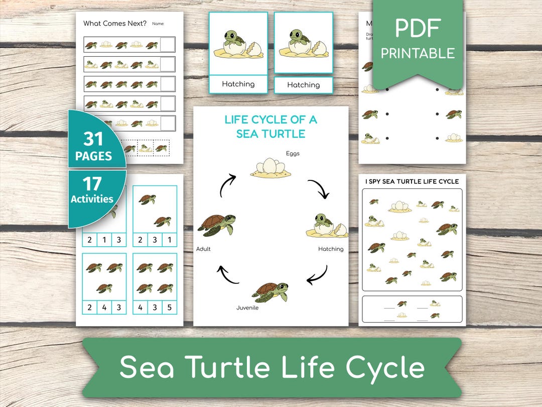 Sea Turtle Life Cycle Activity Bundle: Educational Printable Set (PDF ...