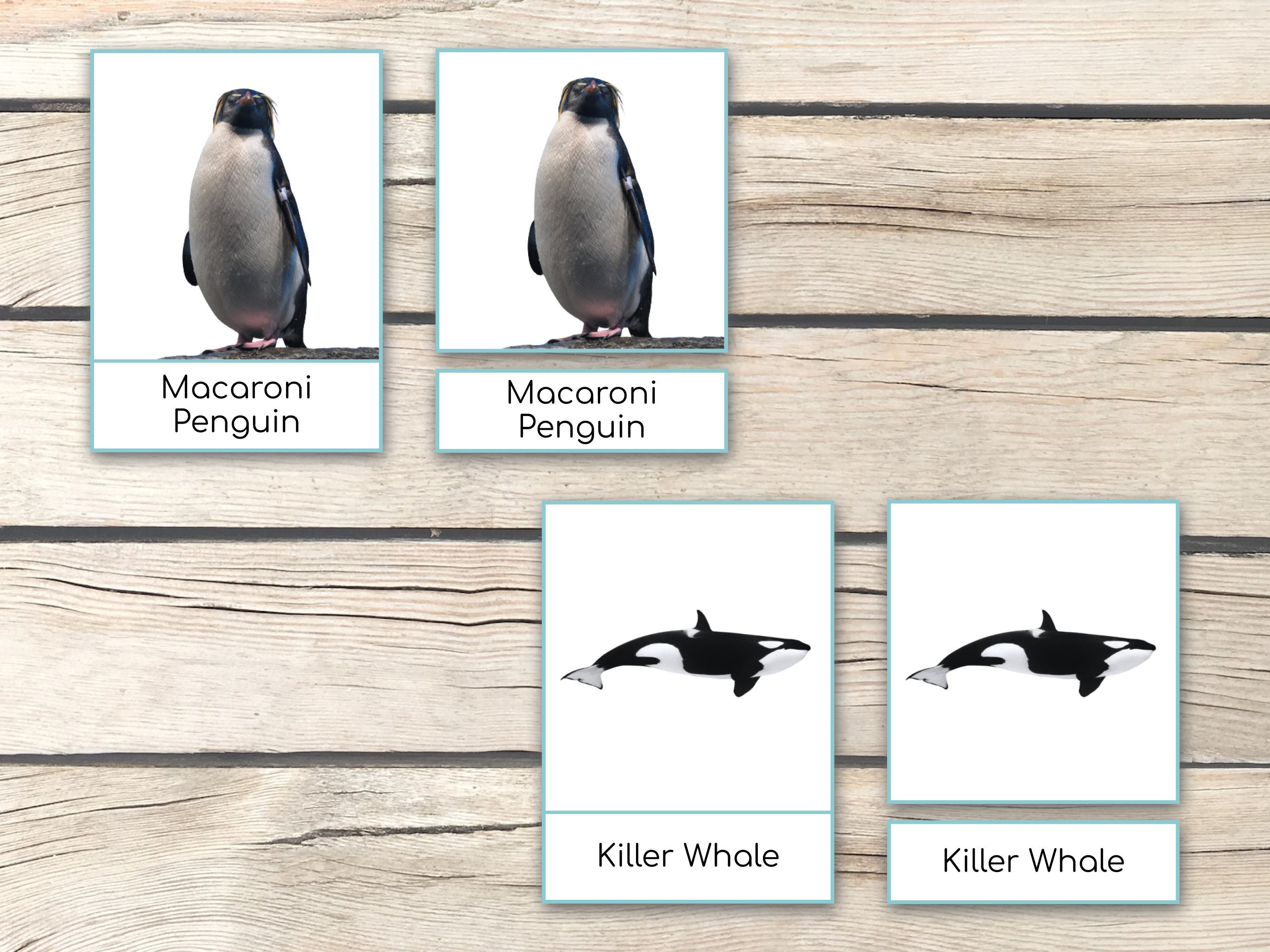 ANTARCTIC ANIMALS • 14 Animals Montessori Cards, 3-part Cards ...