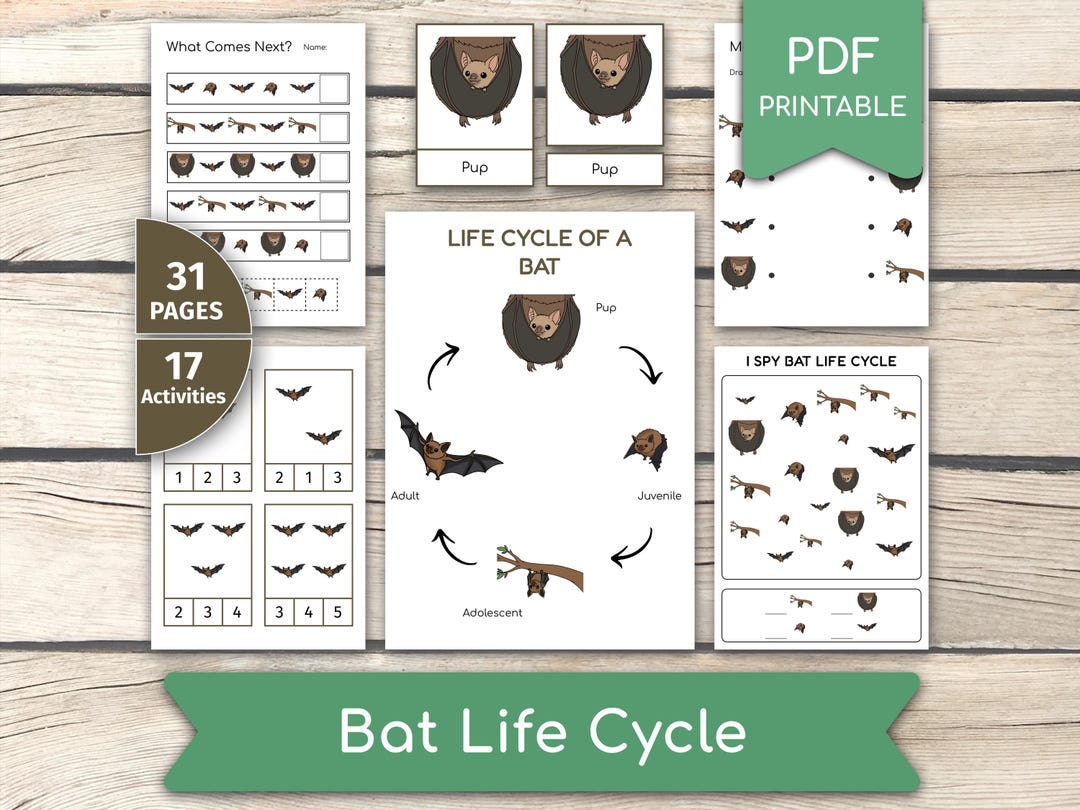 Bat Life Cycle Activity Bundle: Educational Printable Set (PDF ...
