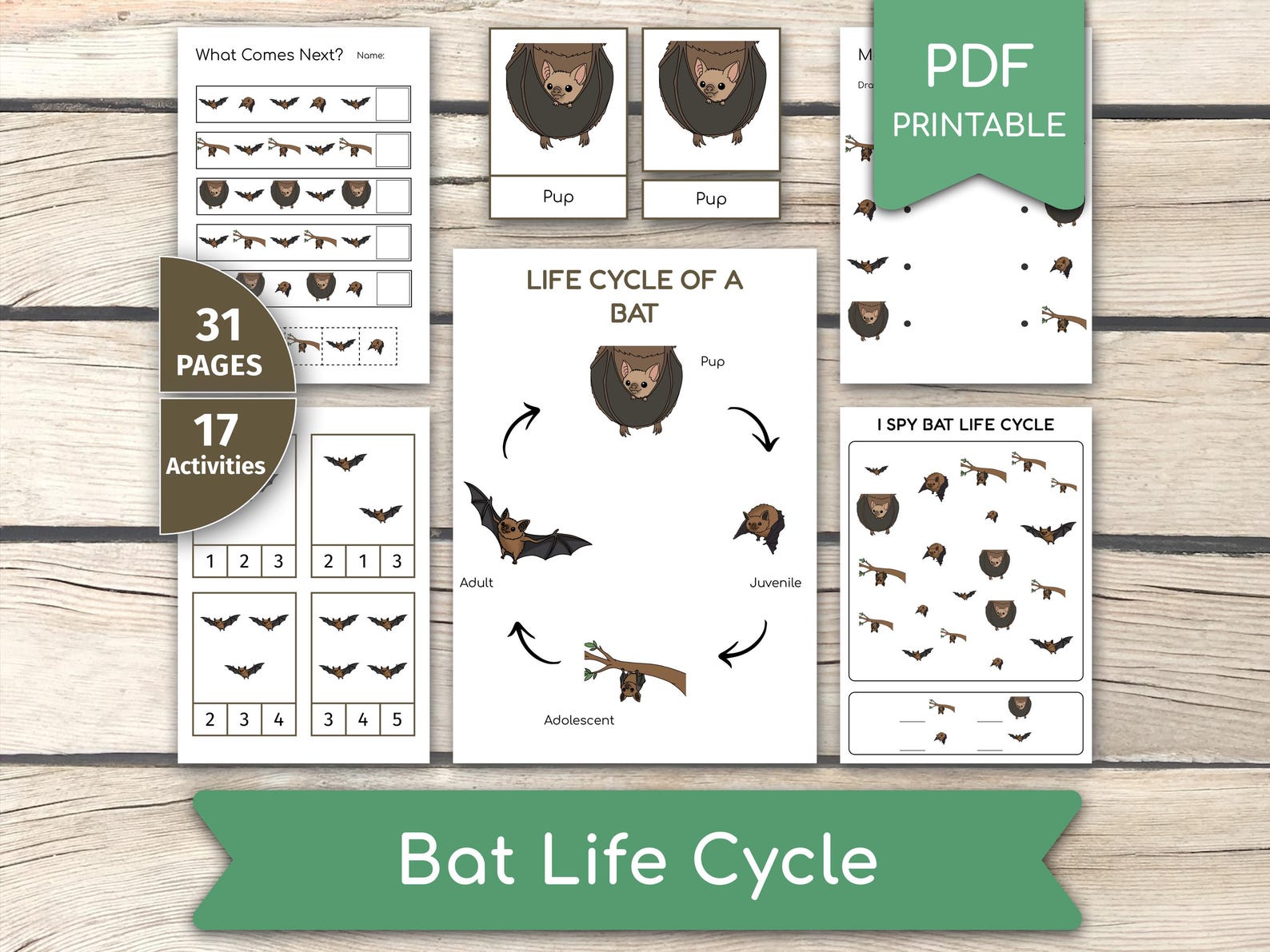 Bat Life Cycle Activity Bundle: Educational Printable Set (PDF ...