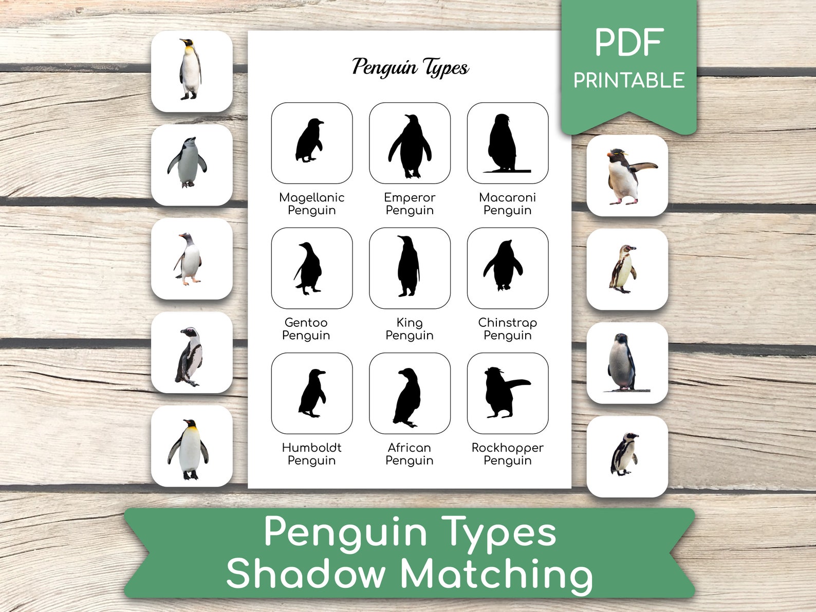 Penguin Types Shadow Matching Game, Penguin Types Worksheet, Matching ...