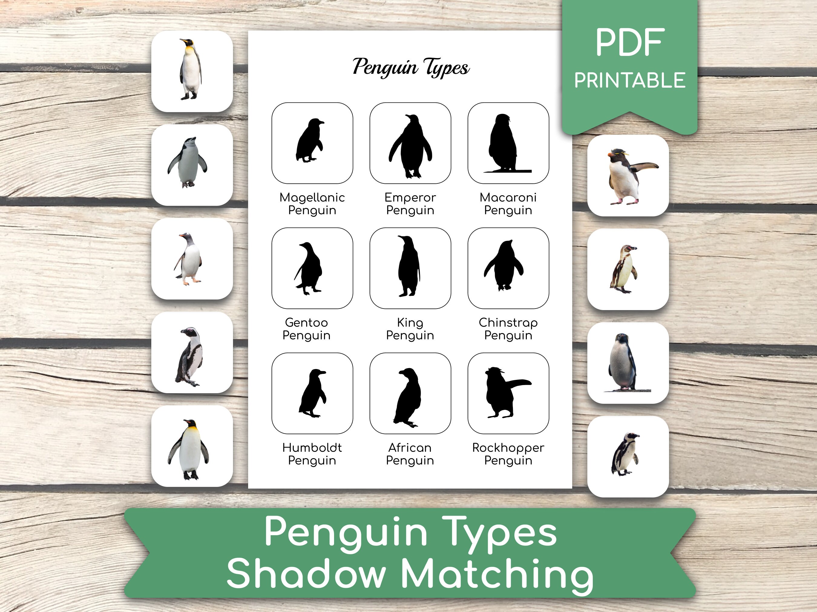 Penguin Types Shadow Matching Game, Penguin Types Worksheet, Matching ...