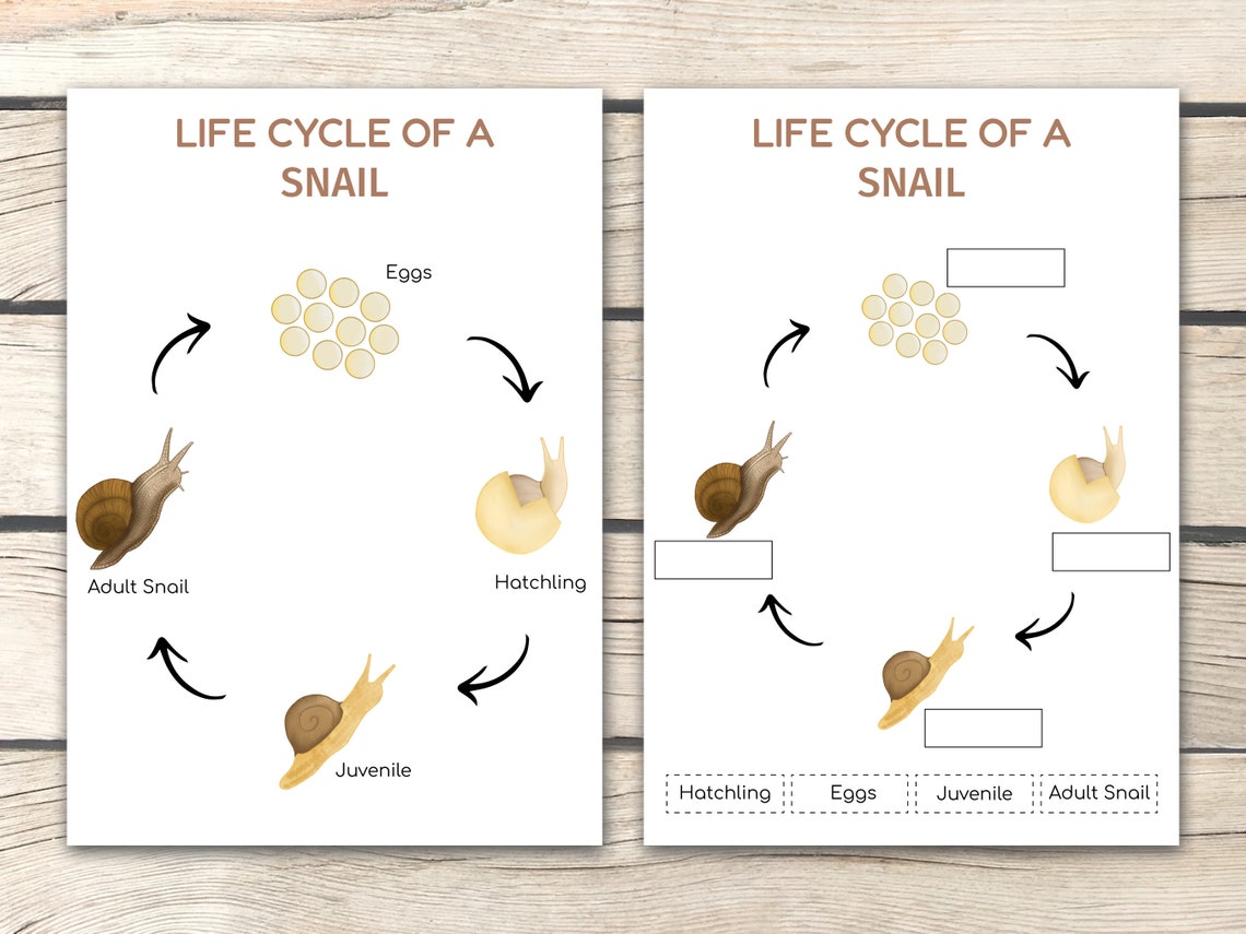 Snail Life Cycle Activity Bundle, Snail Activities, Learn Snail, Snail ...