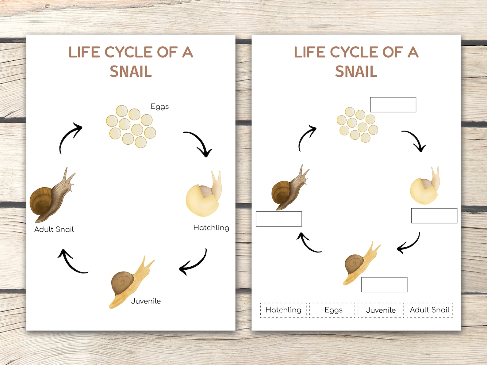 Snail Life Cycle Activity Bundle, Snail Activities, Learn Snail, Snail ...