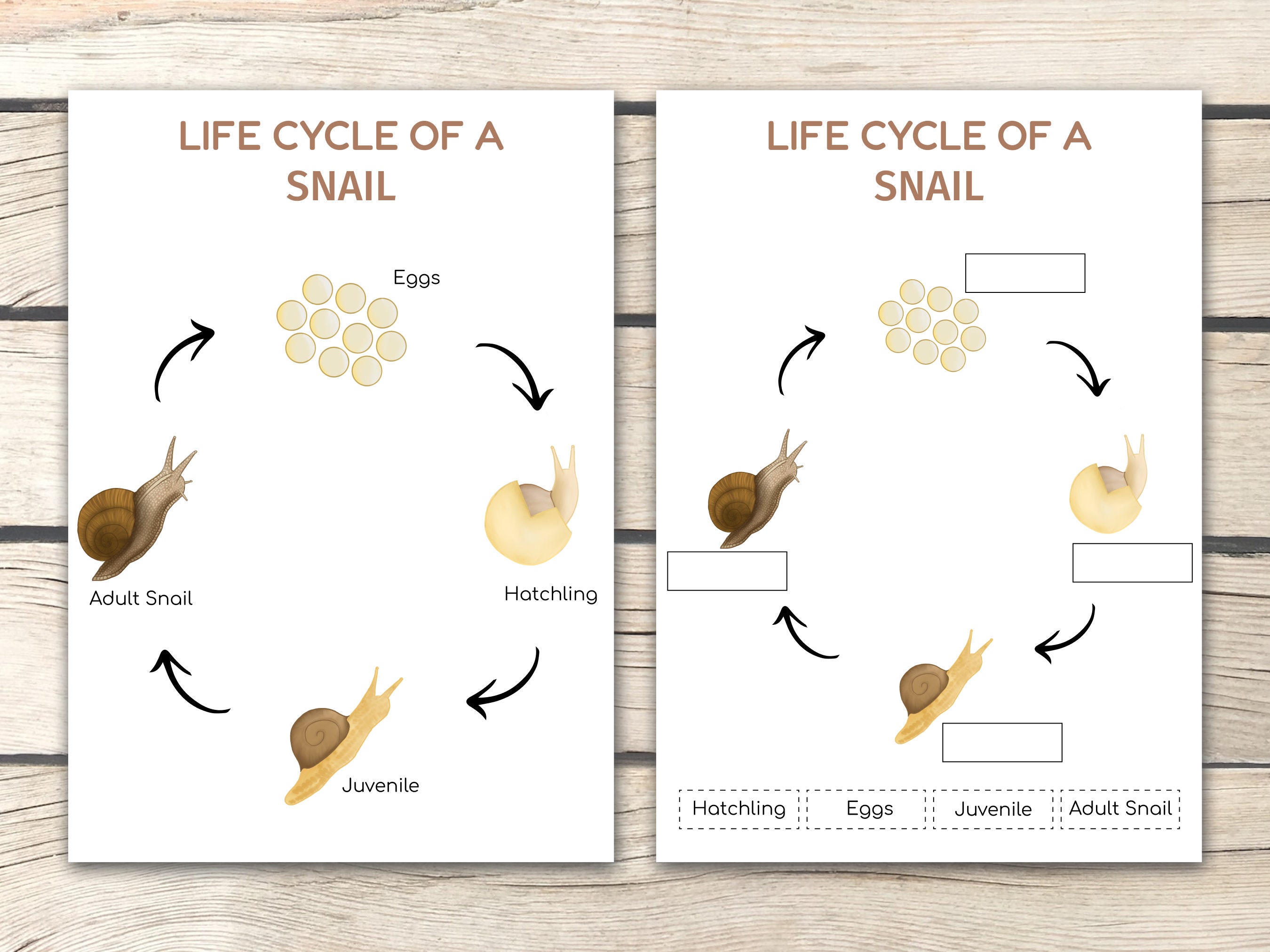Snail Life Cycle Activity Bundle, Snail Activities, Learn Snail, Snail ...