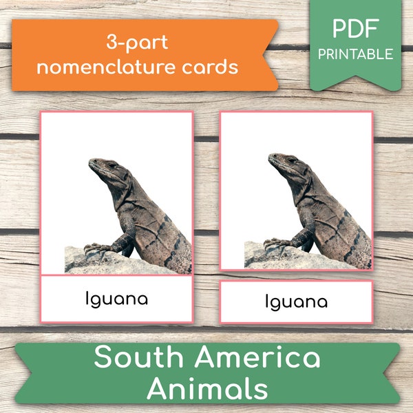 South America Animal - Etsy