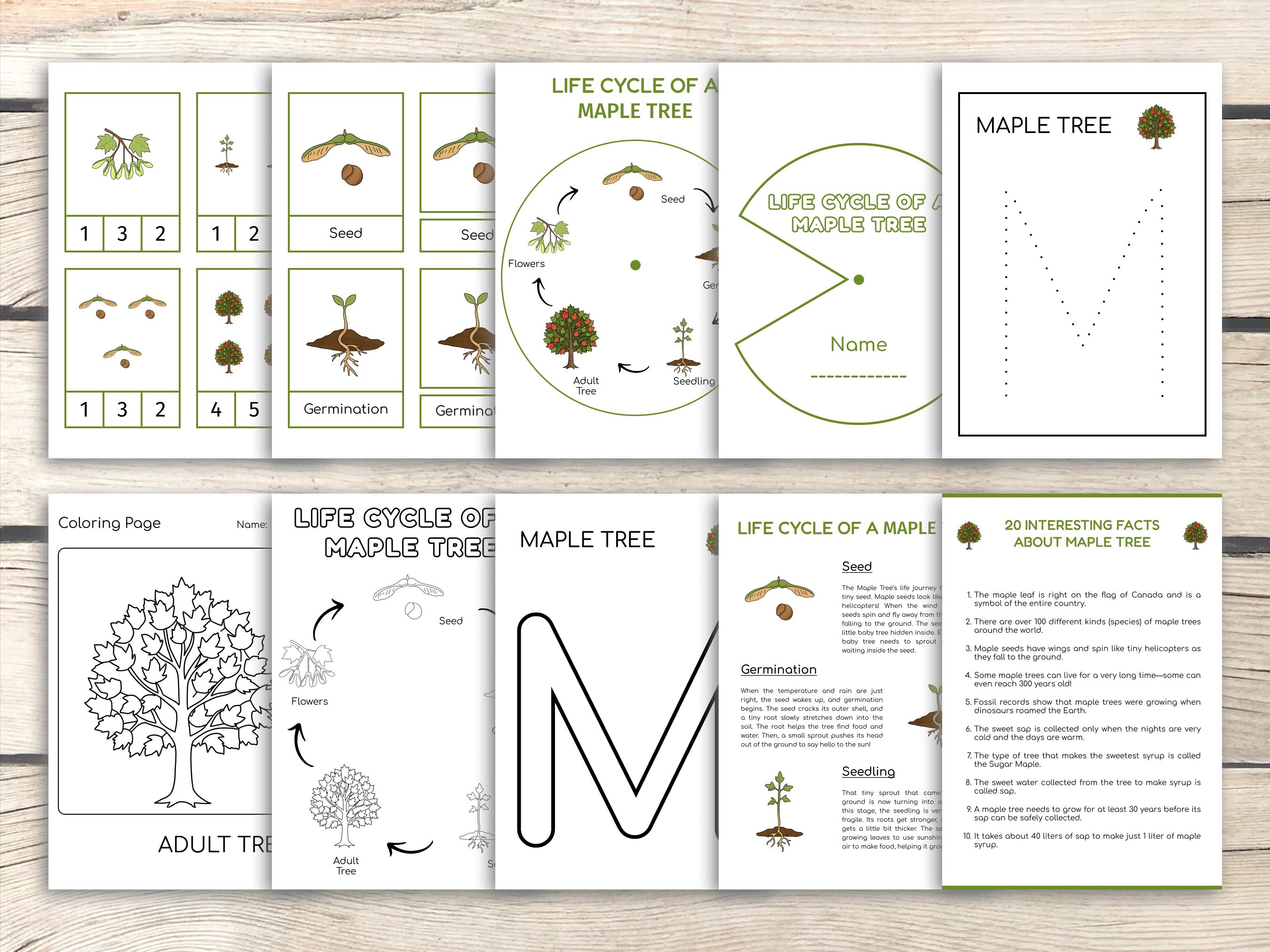 Maple Tree Life Cycle Activity Bundle: Educational Printable Set (PDF ...