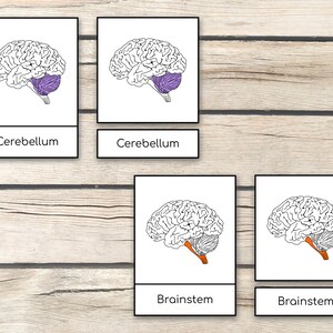 Brain Anatomy Montessori Cards, Brain Anatomy Cards, 3-part Cards ...