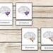 Brain Anatomy Montessori Cards, Brain Anatomy Cards, 3-part Cards ...