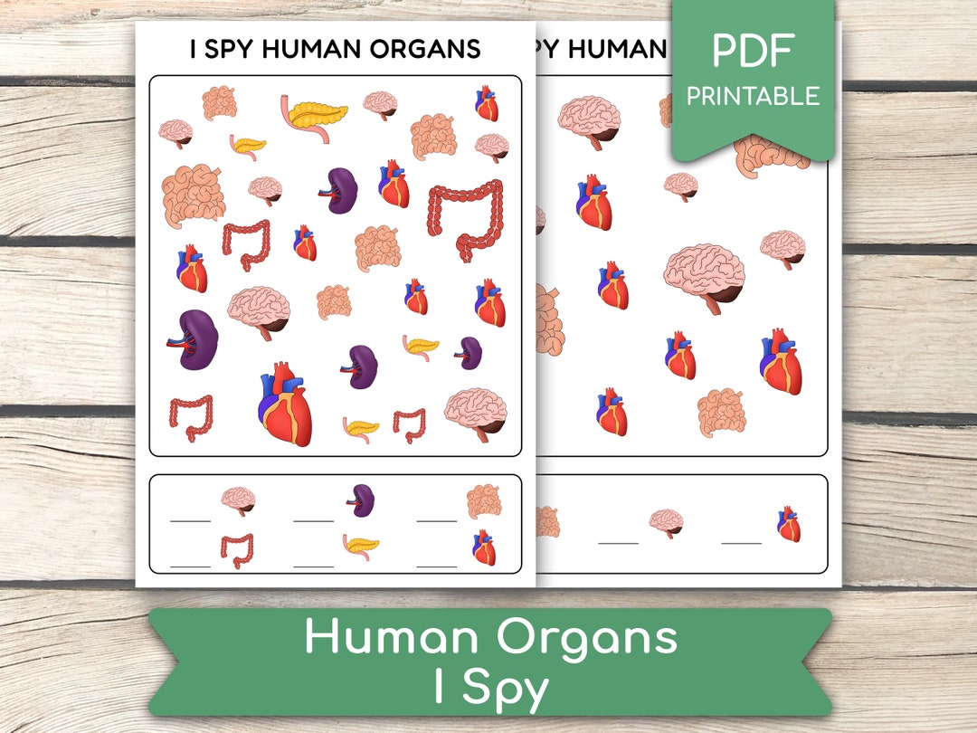 Human Organs I Spy Worksheet: Educational Preschool Activity (PDF ...