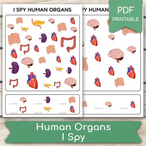Human Organs I Spy Worksheet: Educational Preschool Activity (PDF ...