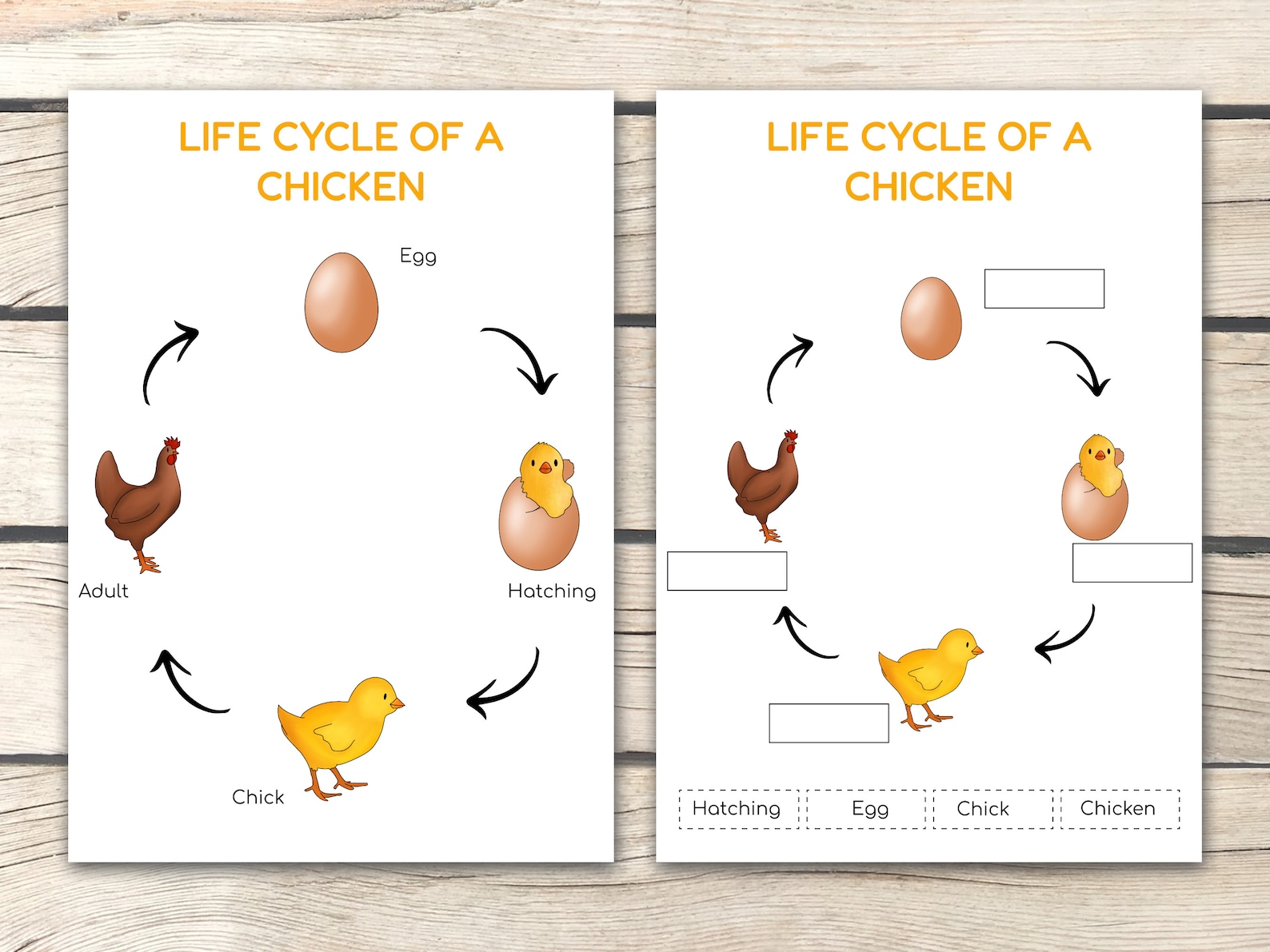 Chicken Life Cycle Activity Bundle: Educational Printable Set (PDF ...
