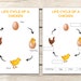 Chicken Life Cycle Activity Bundle: Educational Printable Set (PDF ...