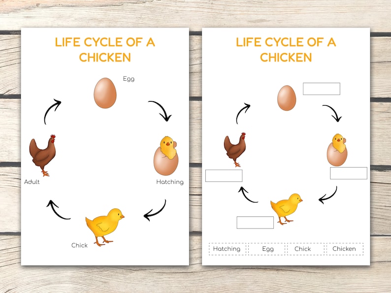 Chicken Life Cycle Activity Bundle: Educational Printable Set (PDF ...