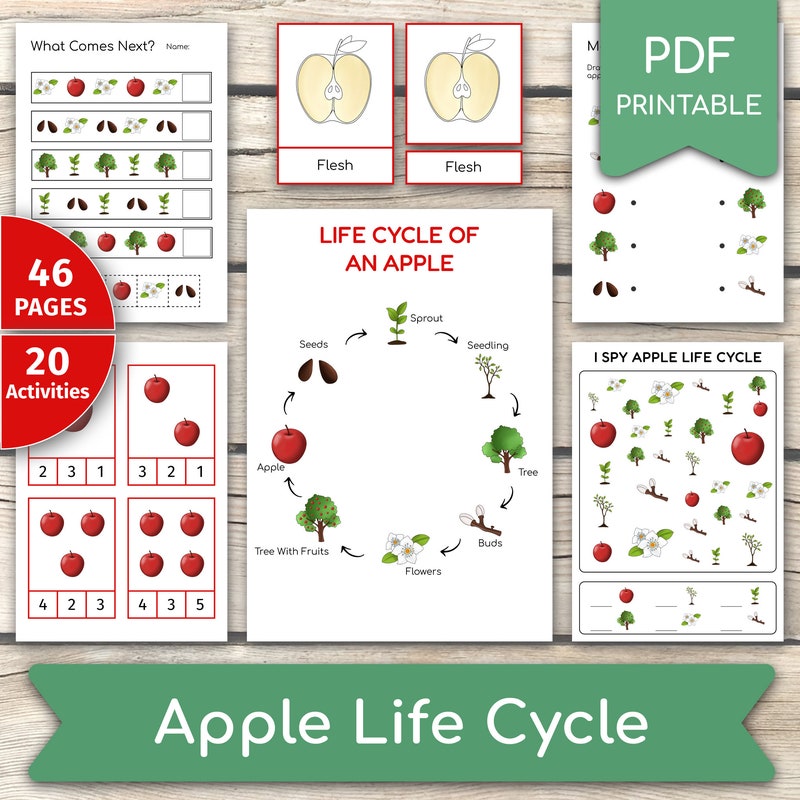 Apple Life Cycle Unit Study - Etsy