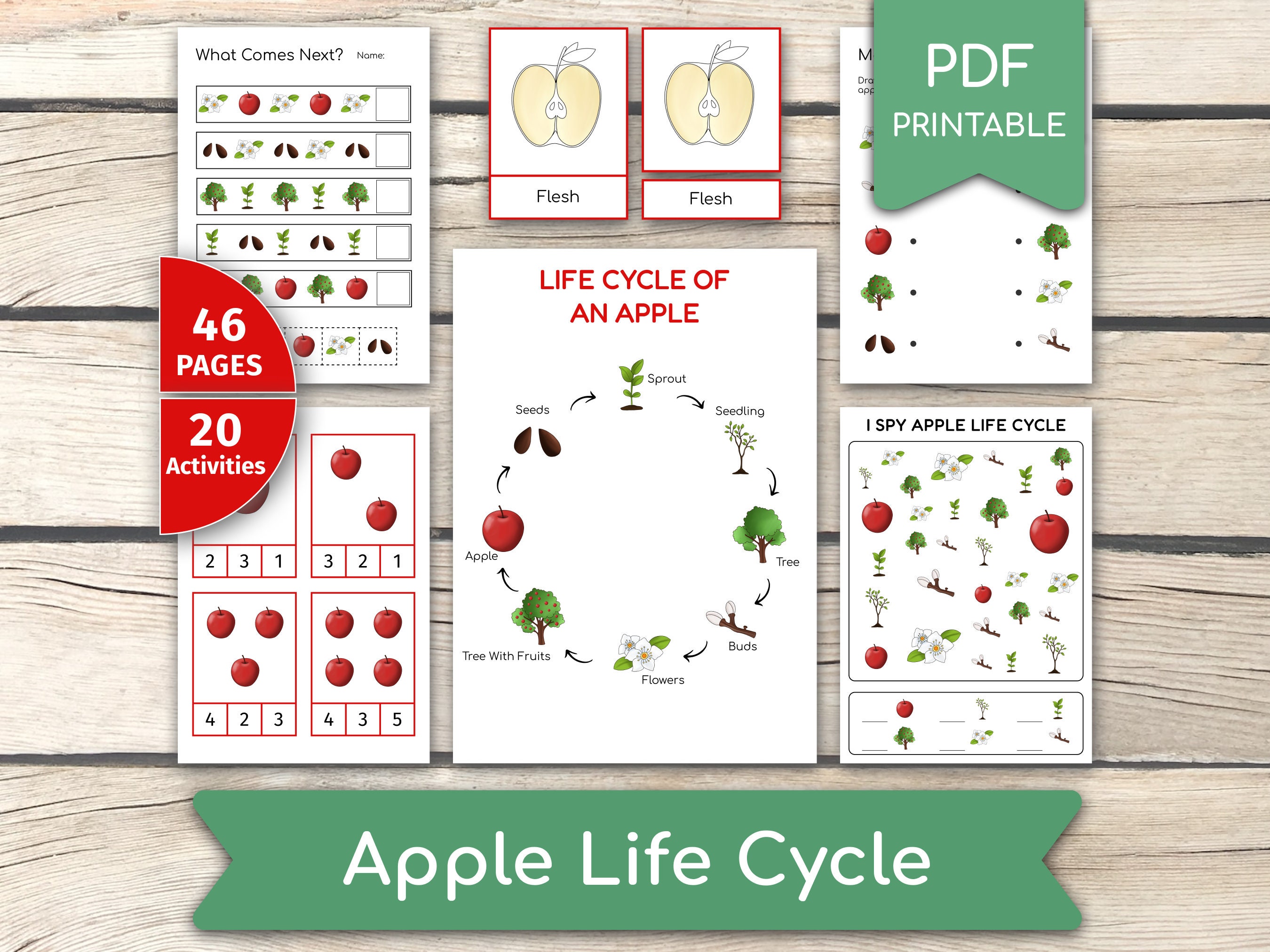 Apple Life Cycle Activity Bundle, Apple Activities, Parts of an Apple ...