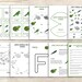 Frog Life Cycle Activity Bundle, Frog Activities, Learn Frogs, Frog ...