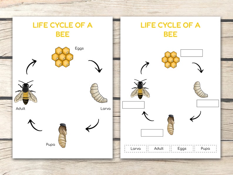 Bee Life Cycle Activity Bundle: Educational Printable Set (PDF ...