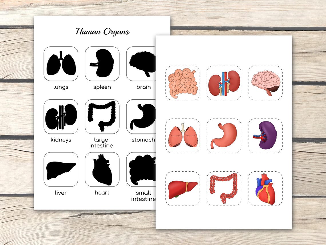 Human Organs Shadow Matching Game, Organs Worksheet, Matching Activity ...