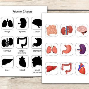 Human Organs Shadow Matching Game: Educational Preschool Activity (PDF ...