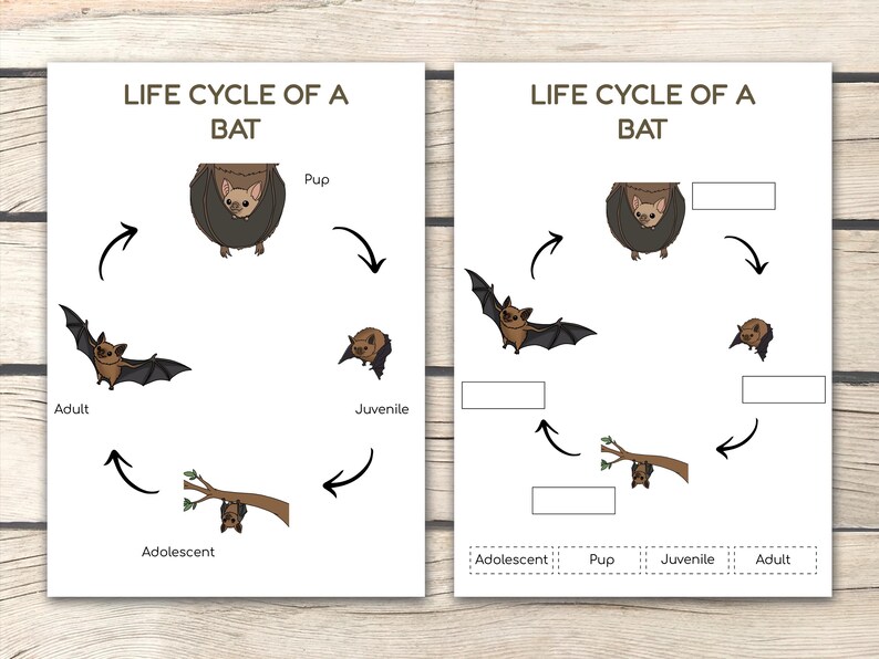 Bat Life Cycle Activity Bundle: Educational Printable Set (PDF ...