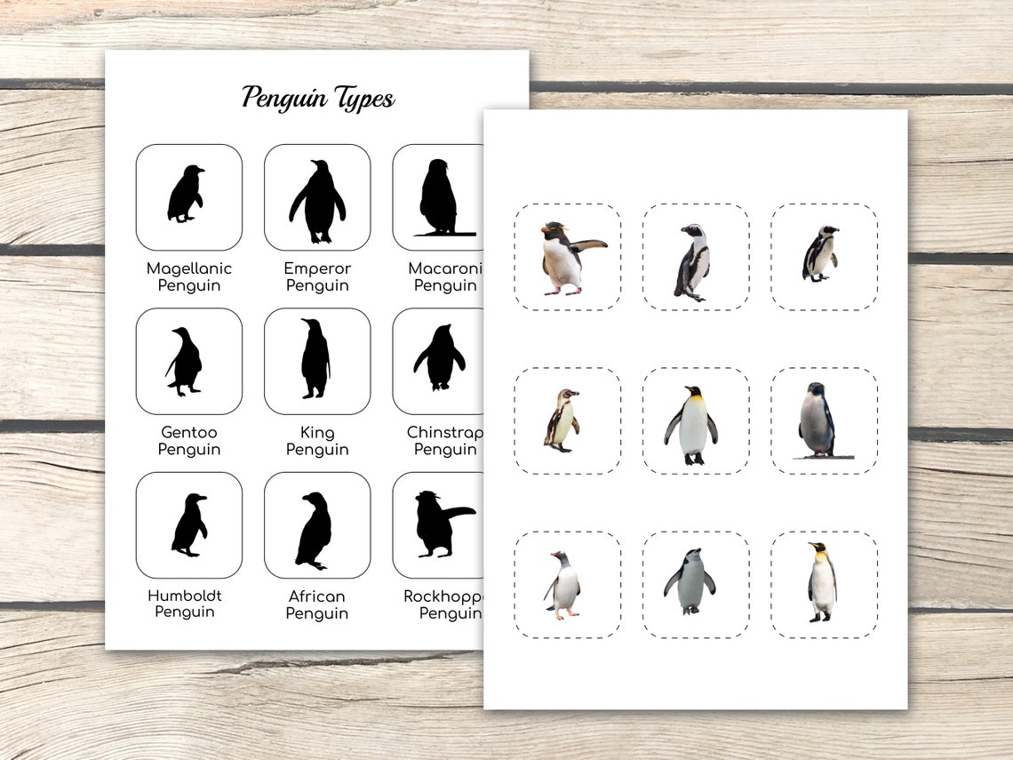 Penguin Types Shadow Matching Game, Penguin Types Worksheet, Matching ...