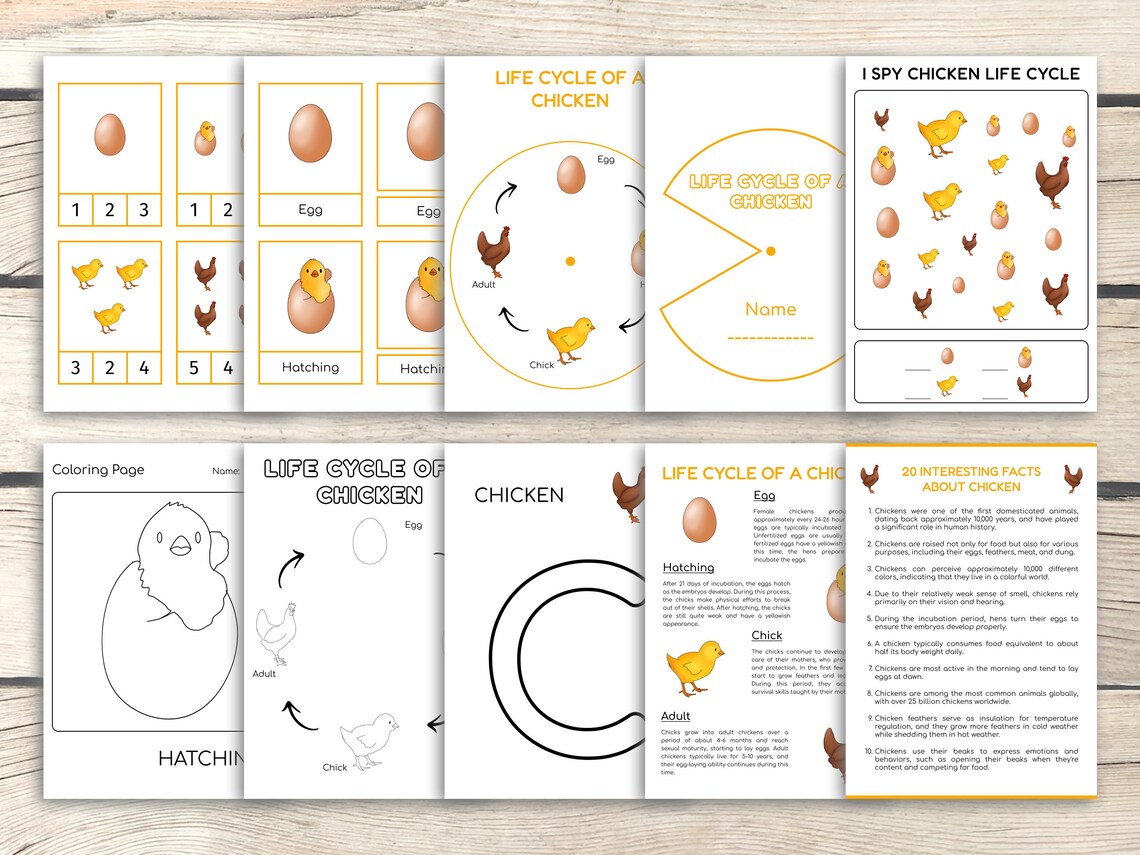 Chicken Life Cycle Activity Bundle, Chicken Activities, Learn Chicken ...