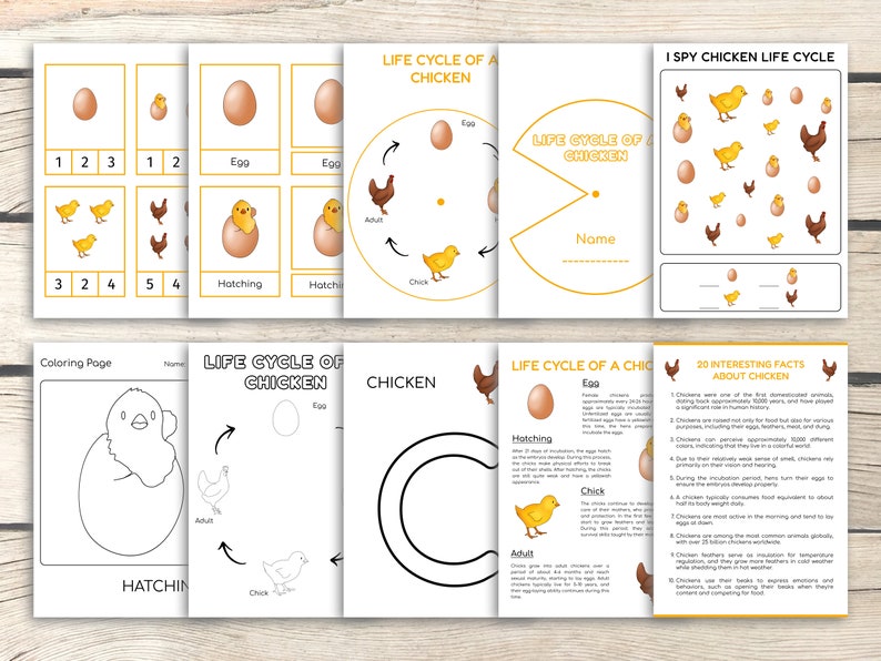 Chicken Life Cycle Activity Bundle, Chicken Activities, Learn Chicken ...