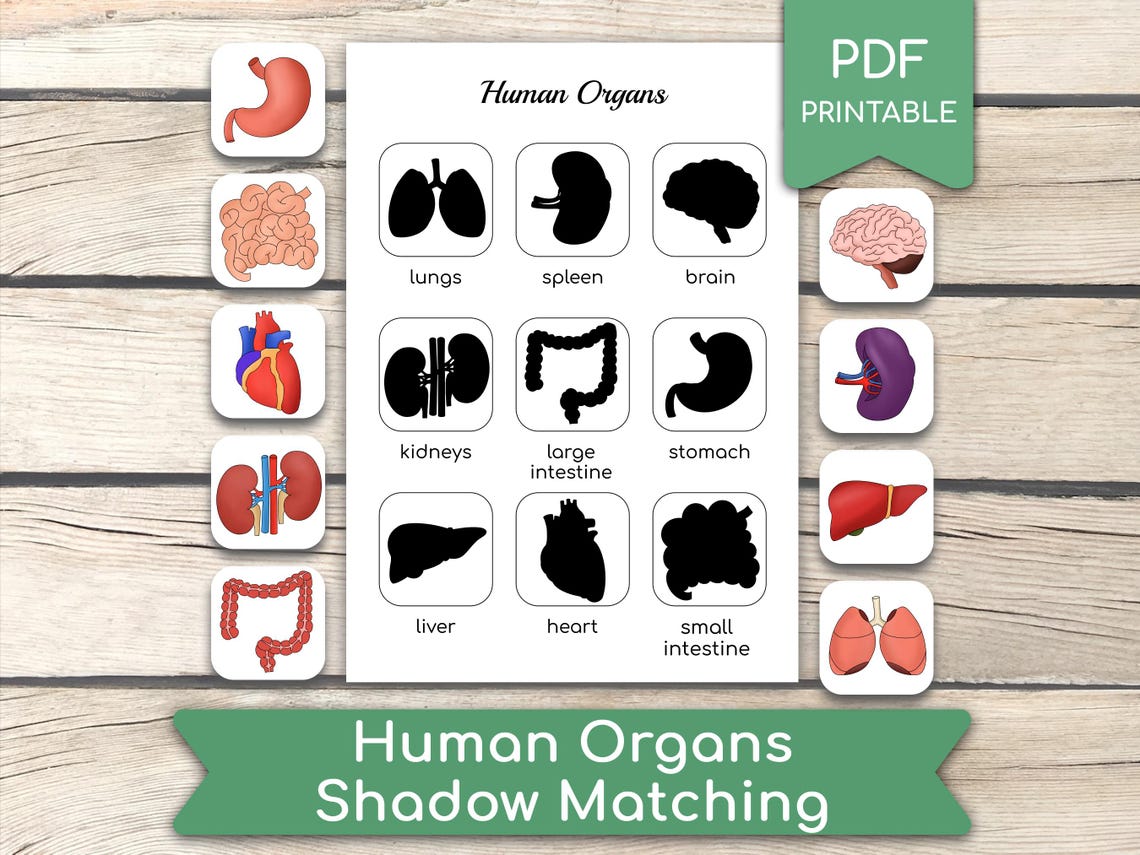 Human Organs Shadow Matching Game: Educational Preschool Activity (PDF ...