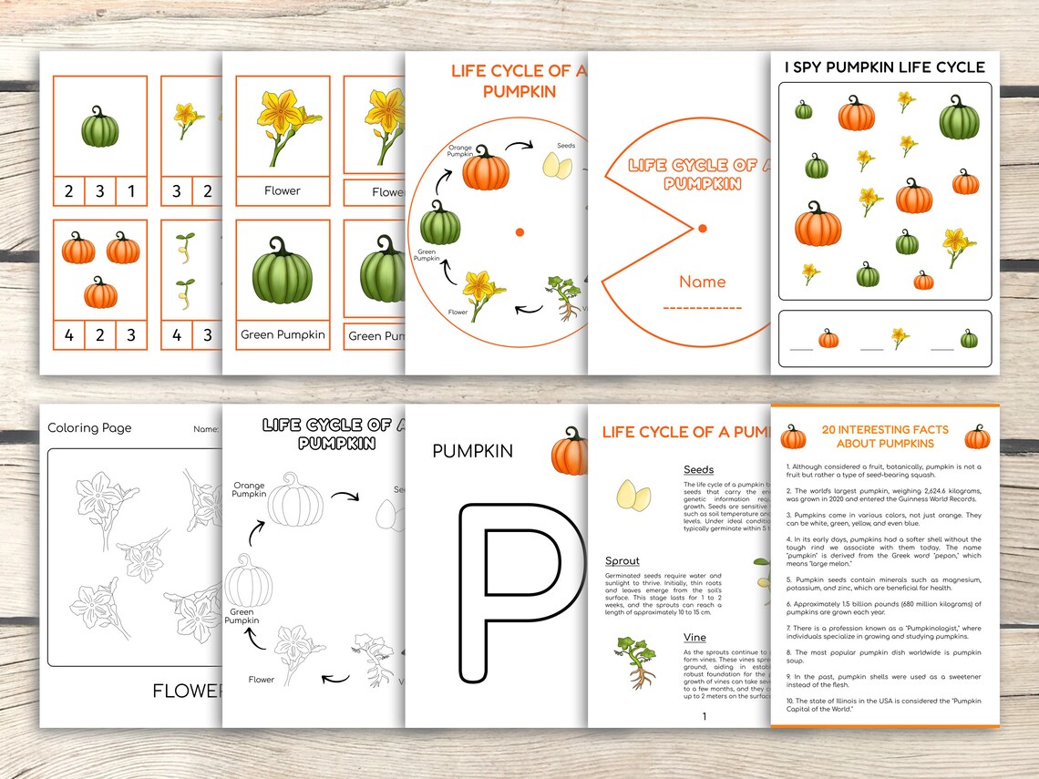 Pumpkin Life Cycle Activity Bundle, Pumpkin Activities, Learn Pumpkin ...