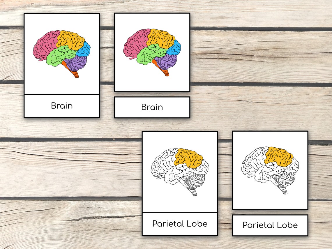 Brain Anatomy Montessori Cards, Brain Anatomy Cards, 3-part Cards ...