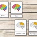 Brain Anatomy Montessori Cards, Brain Anatomy Cards, 3-part Cards ...