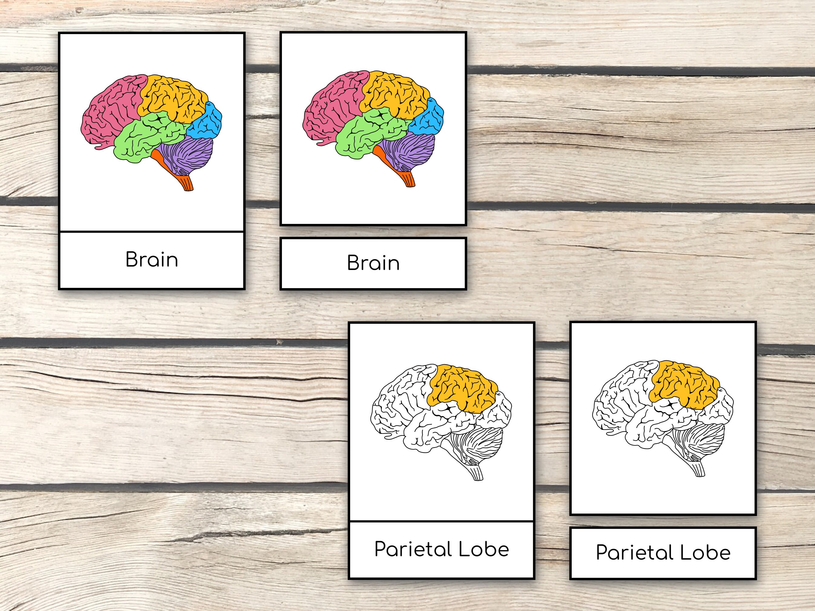Brain Anatomy Montessori Cards, Brain Anatomy Cards, 3-part Cards ...