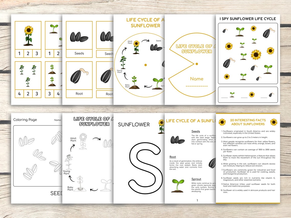 Sunflower Life Cycle Activity Bundle, Sunflower Activities, Learn ...
