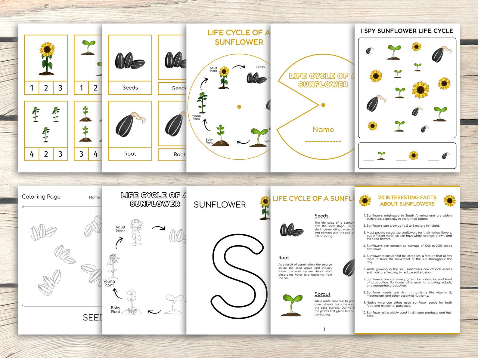 Sunflower Life Cycle Activity Bundle Sunflower Activities - Etsy