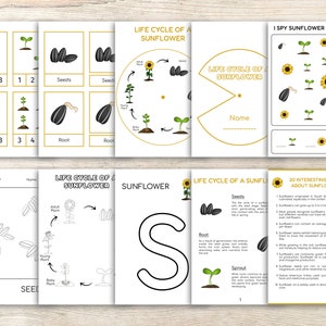 Sunflower Life Cycle Activity Bundle: Educational Printable Set (PDF ...