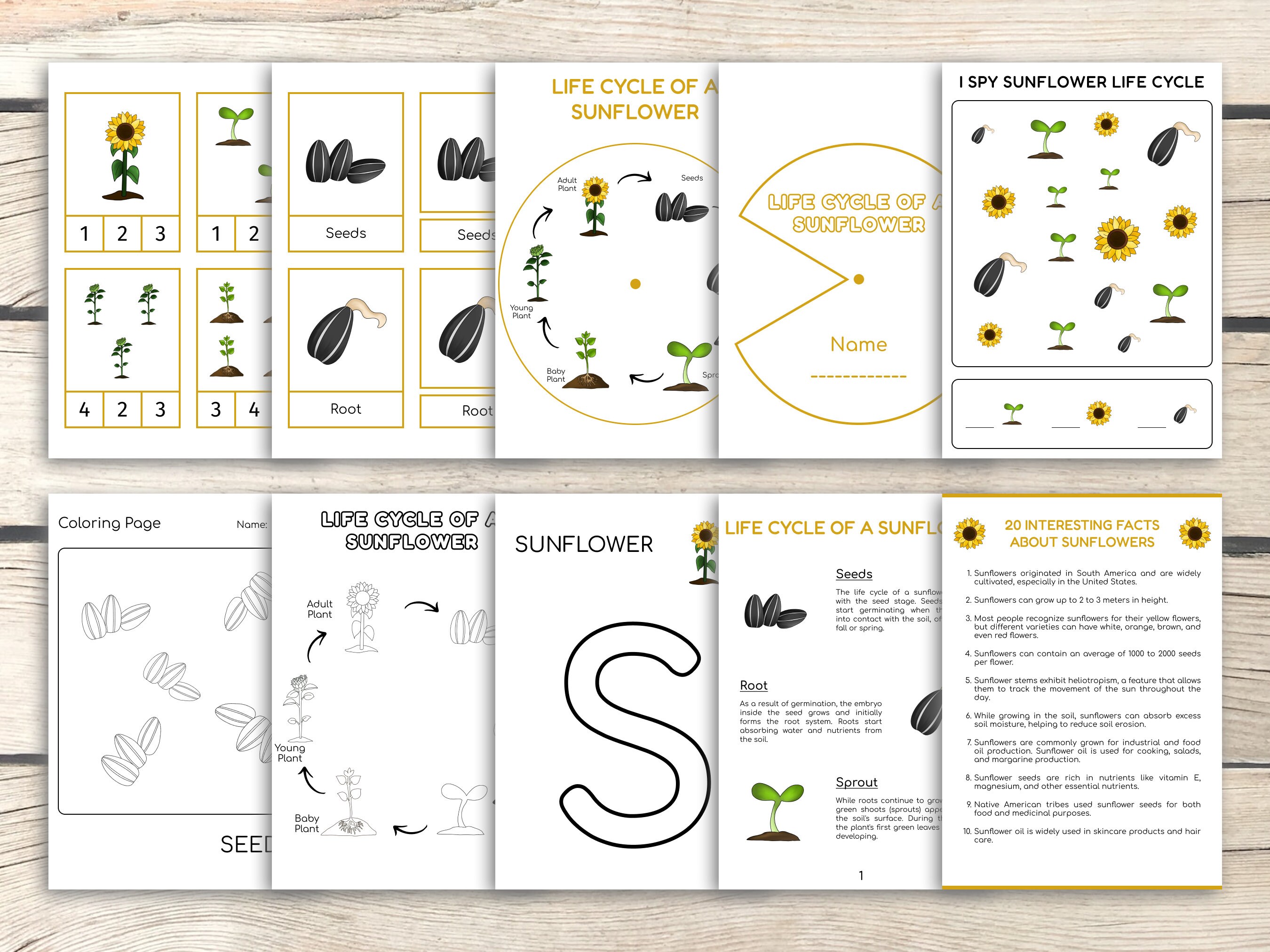 Sunflower Life Cycle Activity Bundle, Sunflower Activities, Learn ...
