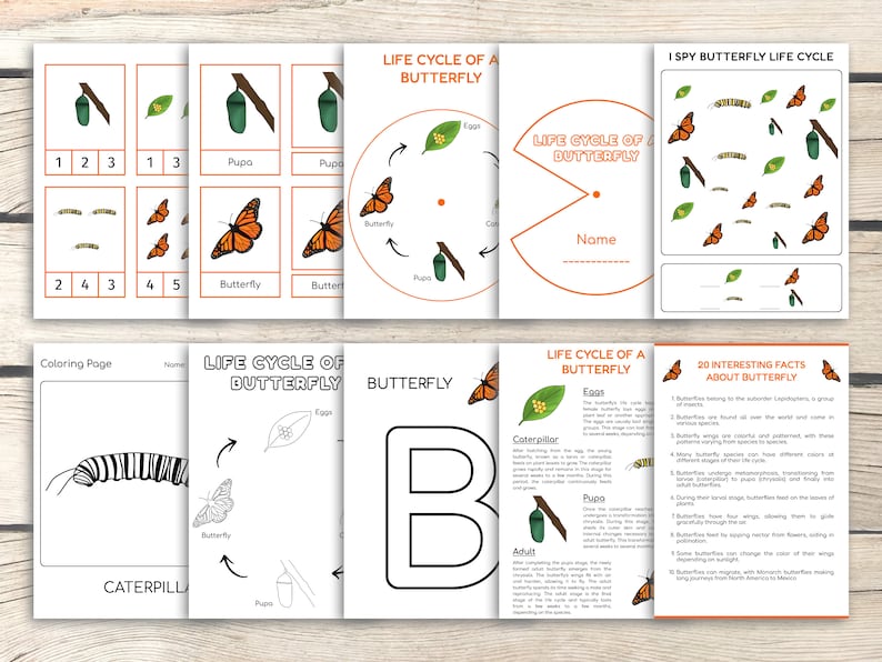 Butterfly Life Cycle Activity Bundle, Butterfly Activities, Learn ...