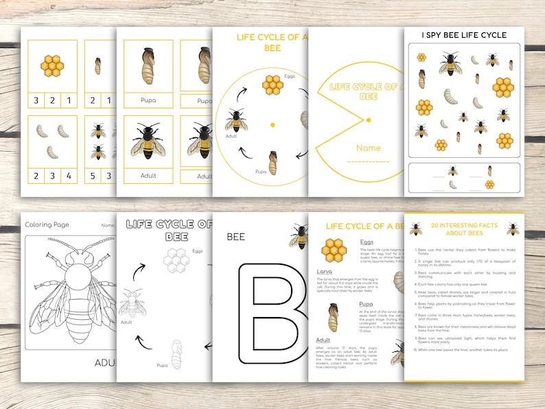 Bee Life Cycle Activity Bundle: Educational Printable Set (PDF ...